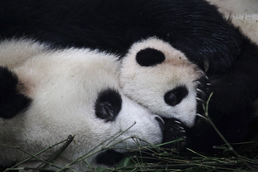 Fall Panda Trip Highlights | PDXWildlife