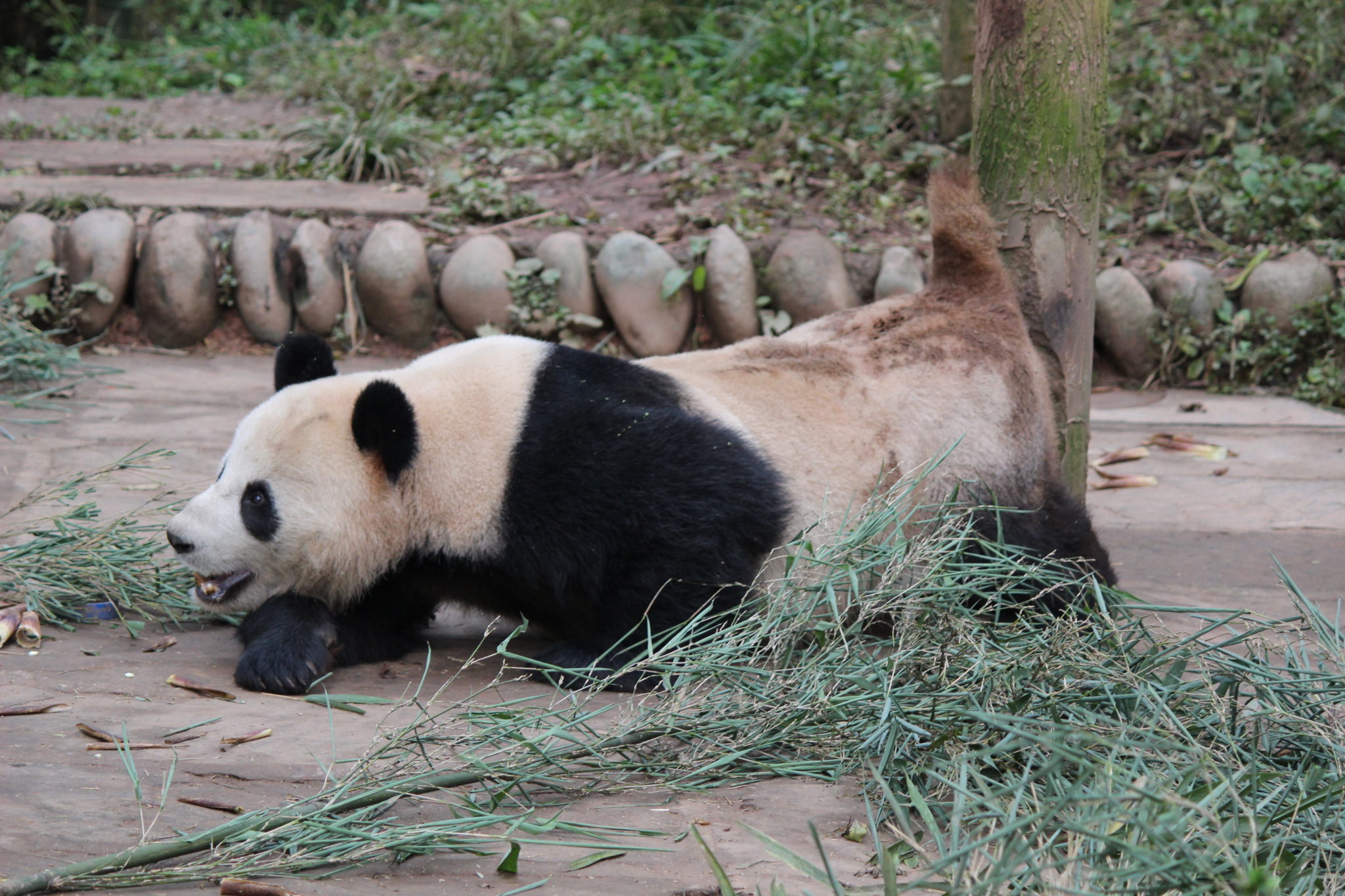 Giant Panda Research Projects | PDXWildlife